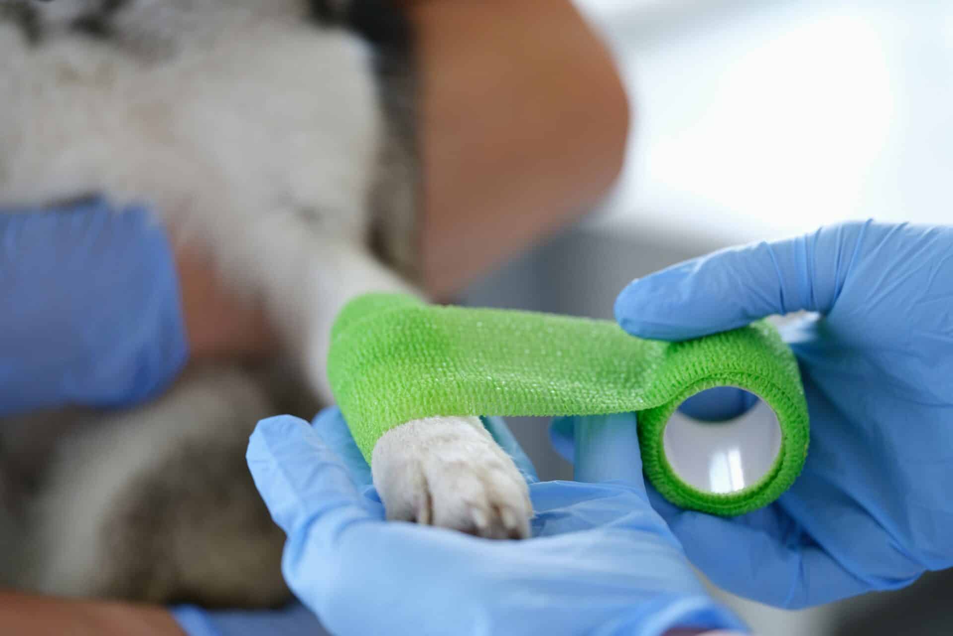 Soft Tissue and Orthopedic Surgery - The Hills Veterinary Clinic | The ...