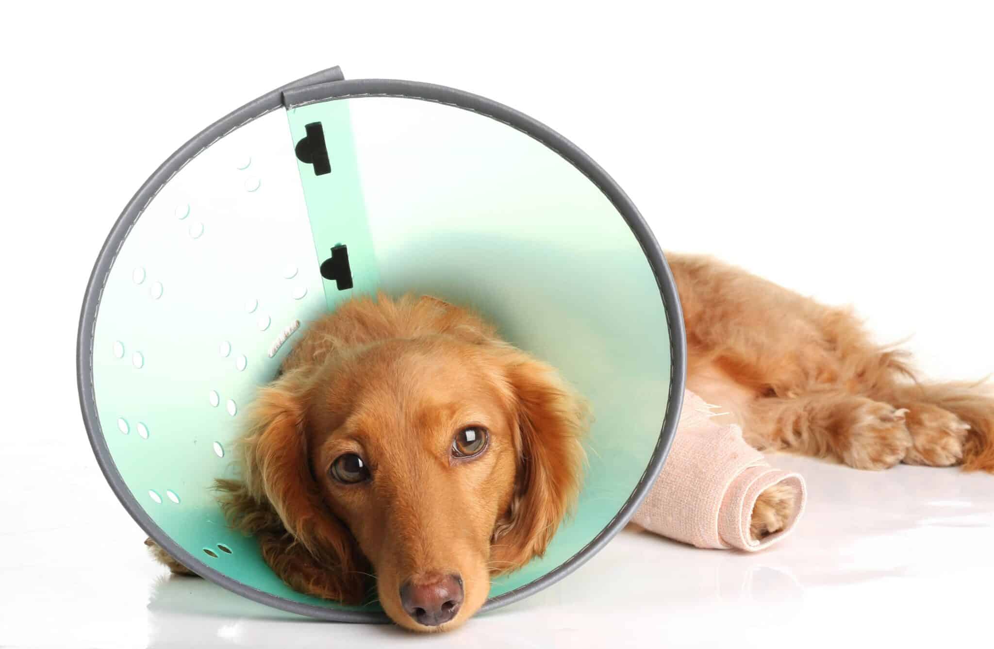 Soft Tissue and Orthopedic Surgery - The Hills Veterinary Clinic | The ...